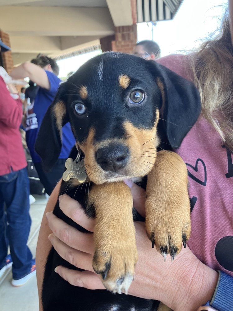 PAWFECT MATCH RESCUE AND REHABILITATION - Updated May 2026 - Holly ...