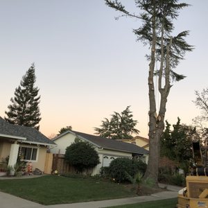 OSCAR’S EXPERT TREE SERVICE - 70 Photos & 136 Reviews - San Jose ...