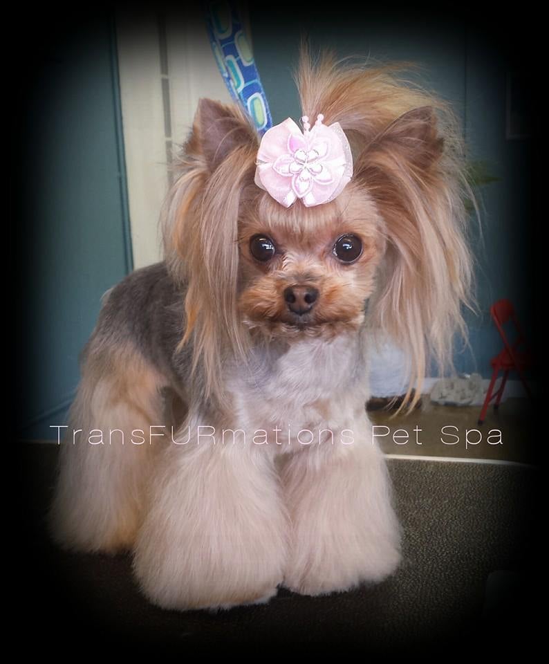 TRANSFURMATIONS PET SPA - Updated April 2024 - 1231 S Scales St ...