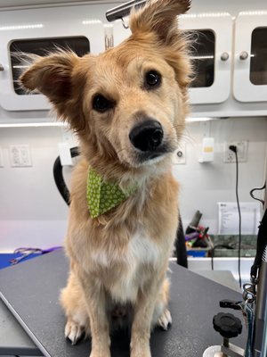 DOGFATHER GROOMING - Updated December 2025 - 14 Photos & 27 Reviews ...