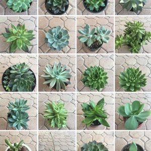 ISAAC FARMS - 446 Photos & 105 Reviews - 18800 SW 177th Ave, Miami, FL ...