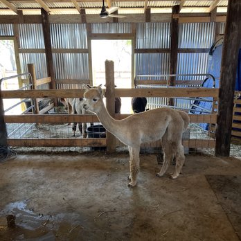 BLACK BARN ALPACAS - Updated December 2024 - 358 Photos & 31 Reviews ...