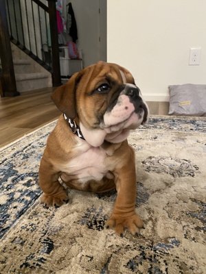 PET RANCH - 32 Photos & 65 Reviews - 3833 E 120th Ave, Thornton ...