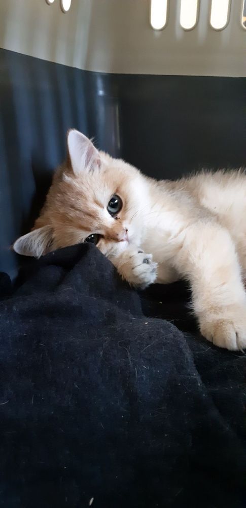 PAWS EN ROUTE - Updated December 2025 - 14 Photos - 140 Yonge Street ...