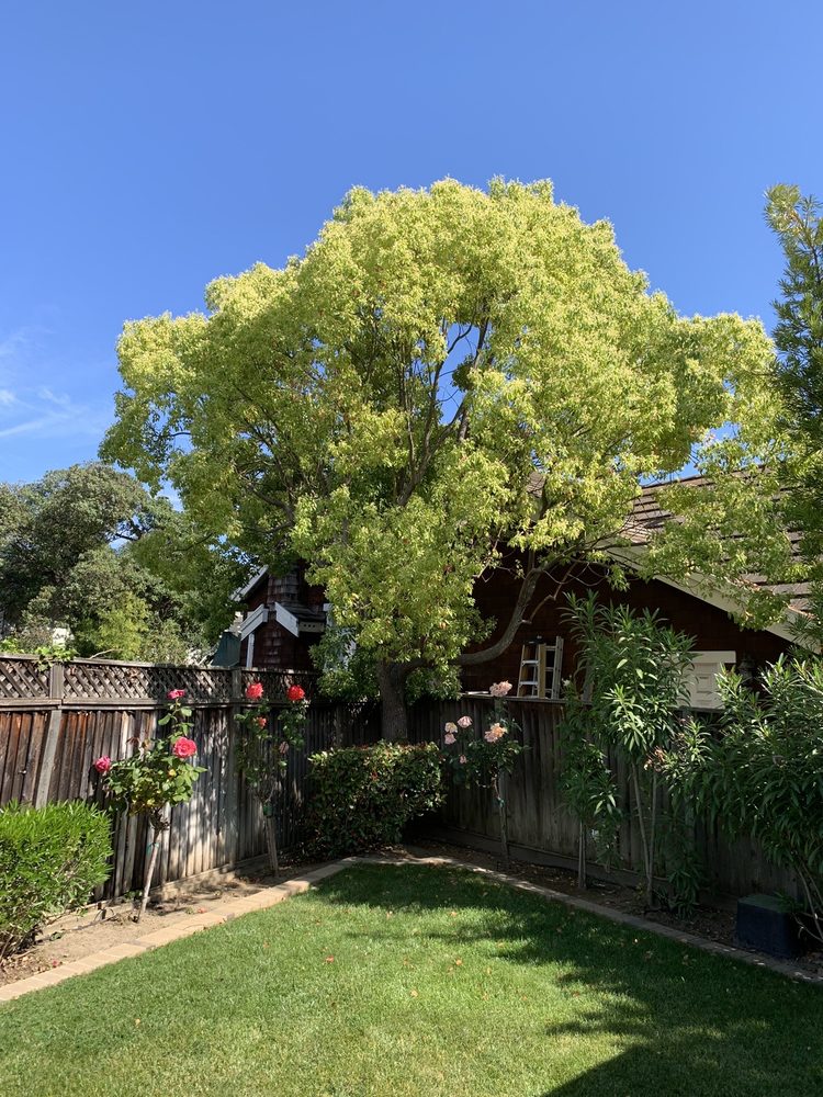 TREE ELITE - Updated November 2024 - 14 Photos & 27 Reviews - PO Box ...