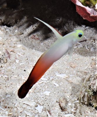 SCUBADVENTURES NAPLES - 59 Photos & 13 Reviews - Scuba Diving - 971 ...