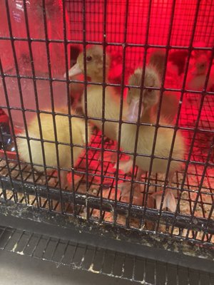 PICKERING VALLEY FEED AND FARM STORE - Updated April 2026 - 36 Photos ...