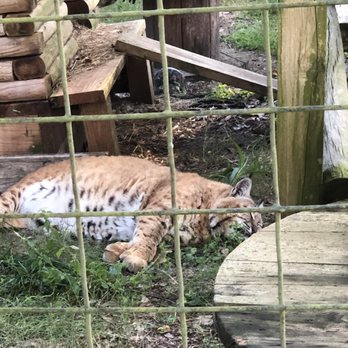 CATTY SHACK RANCH WILDLIFE SANCTUARY - Updated July 2025 - 690 Photos ...