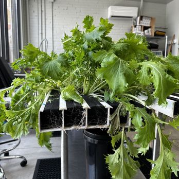 NEON GREENS - Updated May 2025 - 119 Photos & 57 Reviews - 4176 ...