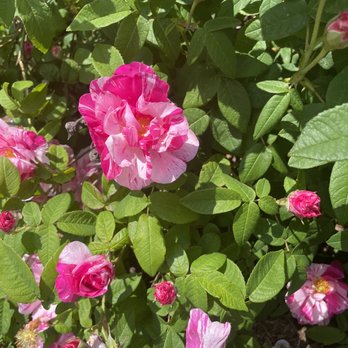 PARDEE ROSE GARDEN - Updated December 2025 - 29 Photos - 180 Park Rd ...