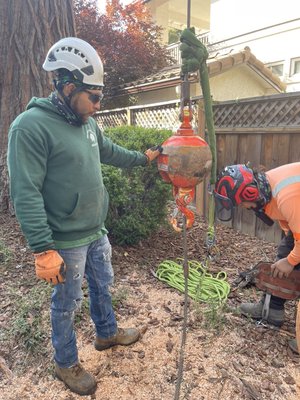 NEW LIFE TREE SERVICE - Updated May 2024 - 94 Photos & 113 Reviews ...