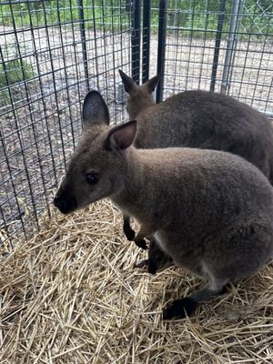 THE DUNHAM FARM - Updated March 2025 - 38 Photos - 3501 FM1187 ...