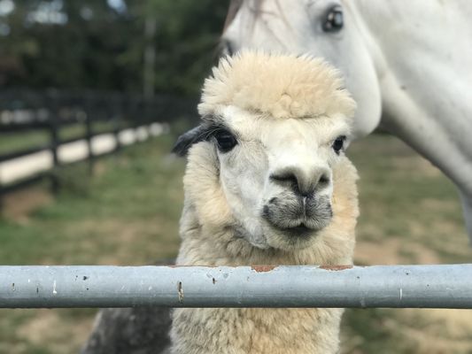 WILD ROSE EQUESTRIAN CENTER - Updated October 2025 - 589 Franklin Ln ...