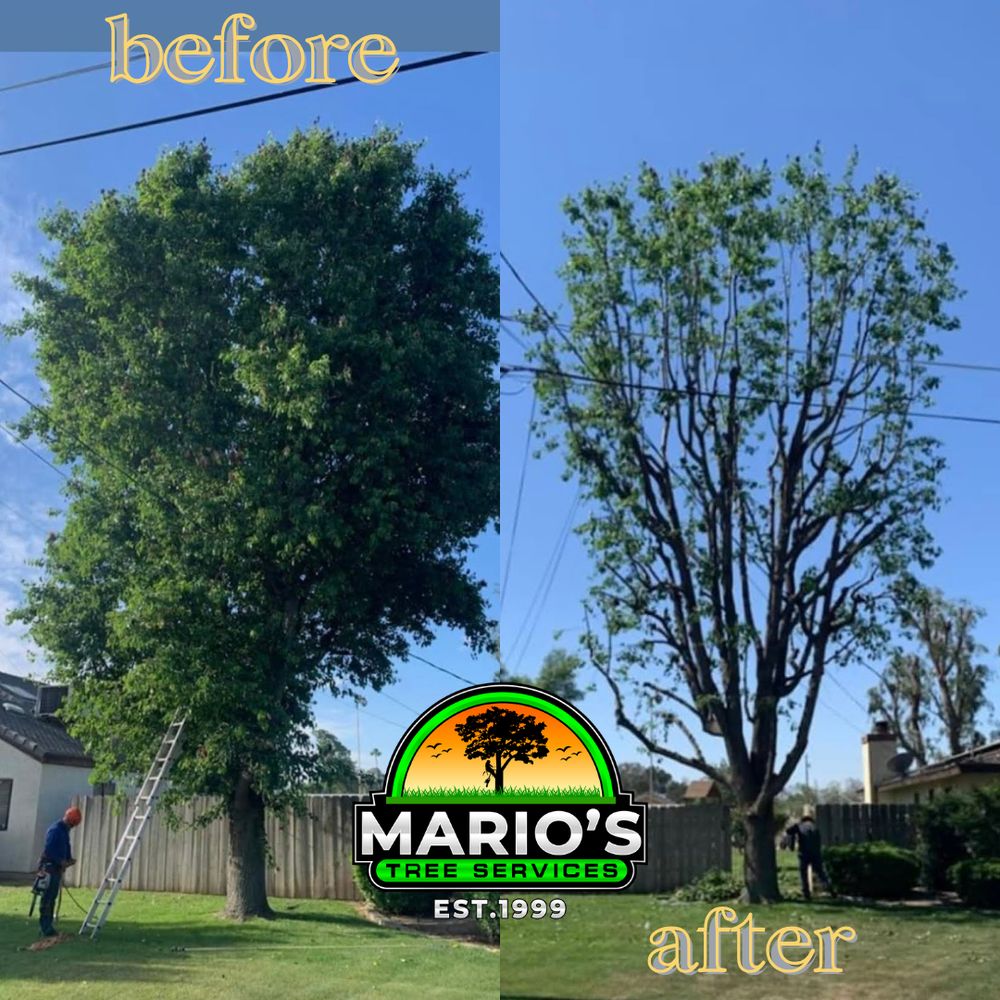 MARIO’S TREE SERVICES - Updated December 2025 - 78 Photos & 25 Reviews ...