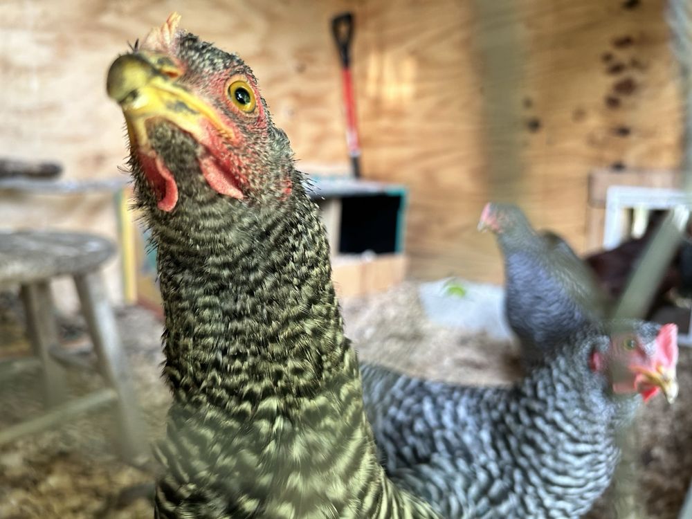 MT HEALTHY HATCHERY - Updated December 2025 - 23 Photos & 21 Reviews ...