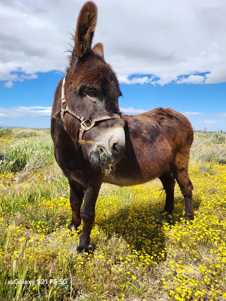 BARBER FAMILY FARM - Updated August 2025 - 320 Photos & 40 Reviews ...