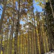 LOCKETT MEADOW - 37 Photos - Flagstaff, AZ - Yelp