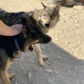 Wolf Mountain Sanctuary - 392 Photos & 142 Reviews - Animal Shelters ...