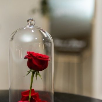 CAROUSEL FLOWERS - Updated December 2025 - 286 Photos & 147 Reviews ...