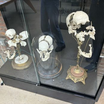 THE BONE MUSEUM - Updated September 2025 - 27 Photos & 15 Reviews - 255 ...