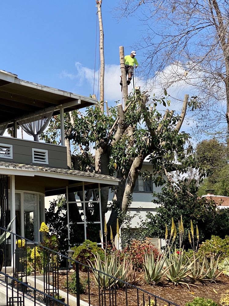 ANDREW TREE SERVICE - Updated March 2025 - 157 Photos & 76 Reviews ...