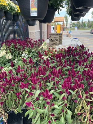 RONA - Updated October 2025 - 19 Reviews - 2909 Sunridge Way Northeast ...