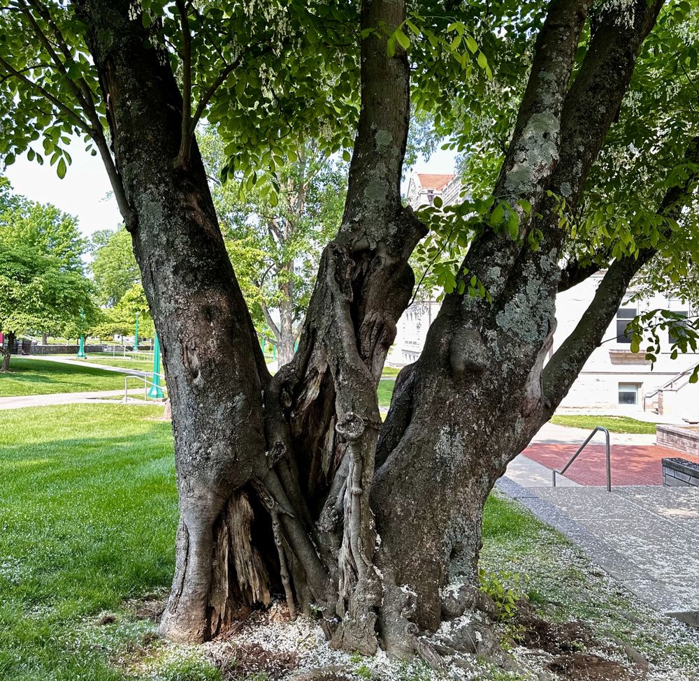 ARC TREE CONSULTING - Updated March 2024 - Request a Quote - 90F Glenda ...