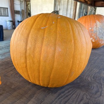 BLOOM RANCH OF ACTON - Updated March 2025 - 101 Photos & 38 Reviews ...