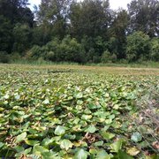 Lake Fenwick Park - 72 Photos & 22 Reviews - Parks - 25828 Lake Fenwick ...