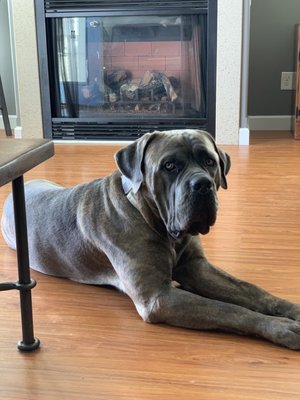 JUSTIN ANIMAL HOSPITAL - Updated May 2026 - 18 Reviews - 9849 Fm 156 S ...