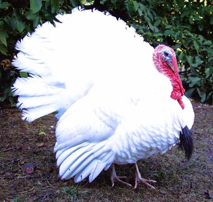 JONES TURKEY FARM - Updated October 2025 - 240 Jones Rd, Cabot ...