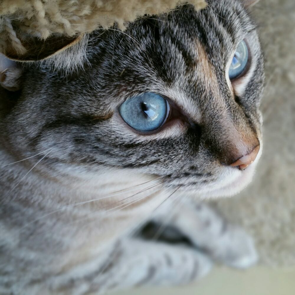 PORTLAND MUTT STRUT - Updated August 2024 - 37 Photos & 19 Reviews ...