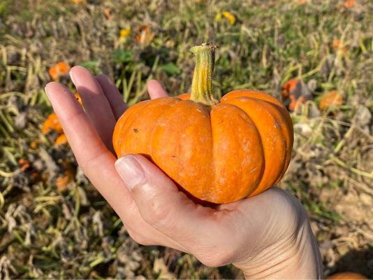 WAY FRUIT FARM - Updated November 2024 - 68 Photos & 42 Reviews - 2355 ...