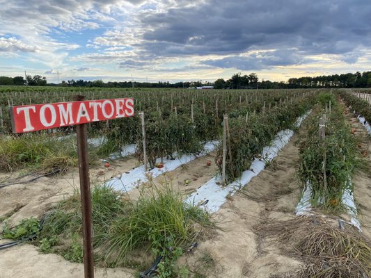 HALLOCK’S U-PICK FARM & GREENHOUSE - Updated September 2025 - 44 Photos ...