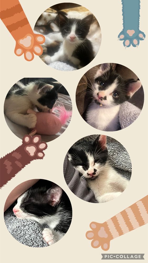 ARIZONA HUMANE SOCIETY - PAPAGO PARK CAMPUS - Updated January 2026 - 49 ...