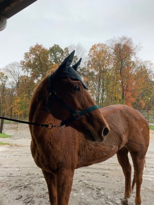 GOLD RUSH FARMS - 29 Photos & 10 Reviews - 5 Silver Hill Rd, Easton, CT ...