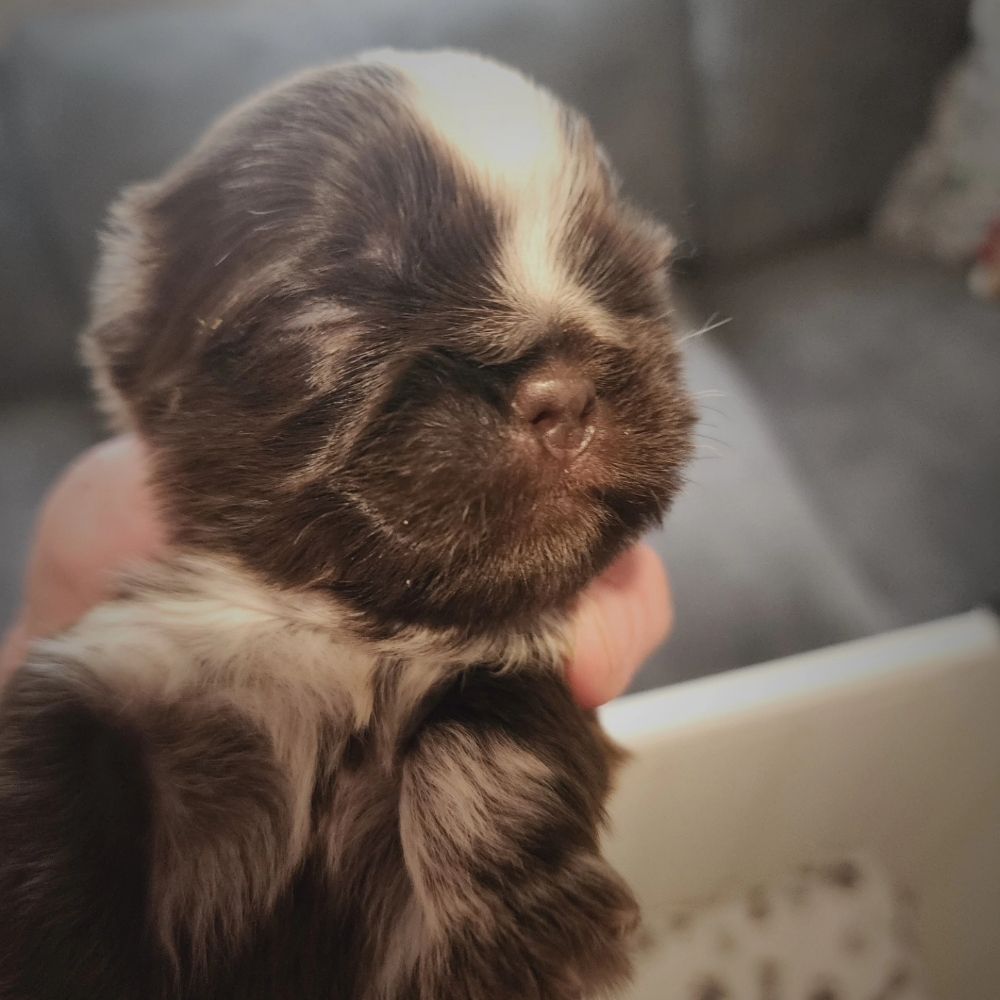 SHIH TZU KENNELS - Updated May 2025 - 36 Photos - 600 Fair Ave, Filer ...