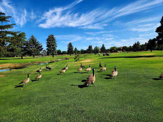 SUNTIDES GOLF COURSE - Updated December 2025 - 11 Photos - 231 Pence Rd ...