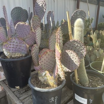 CACTUS MART - Updated July 2025 - 367 Photos & 166 Reviews - 49889 29 ...