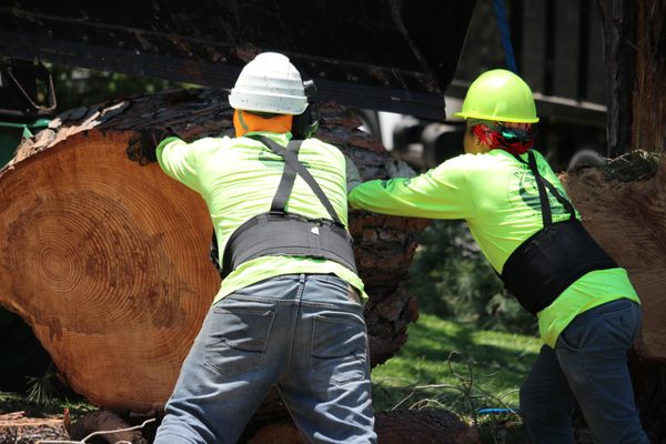 HYLTON BROS TREE SERVICE - Updated February 2025 - 25 Photos - 1343 ...