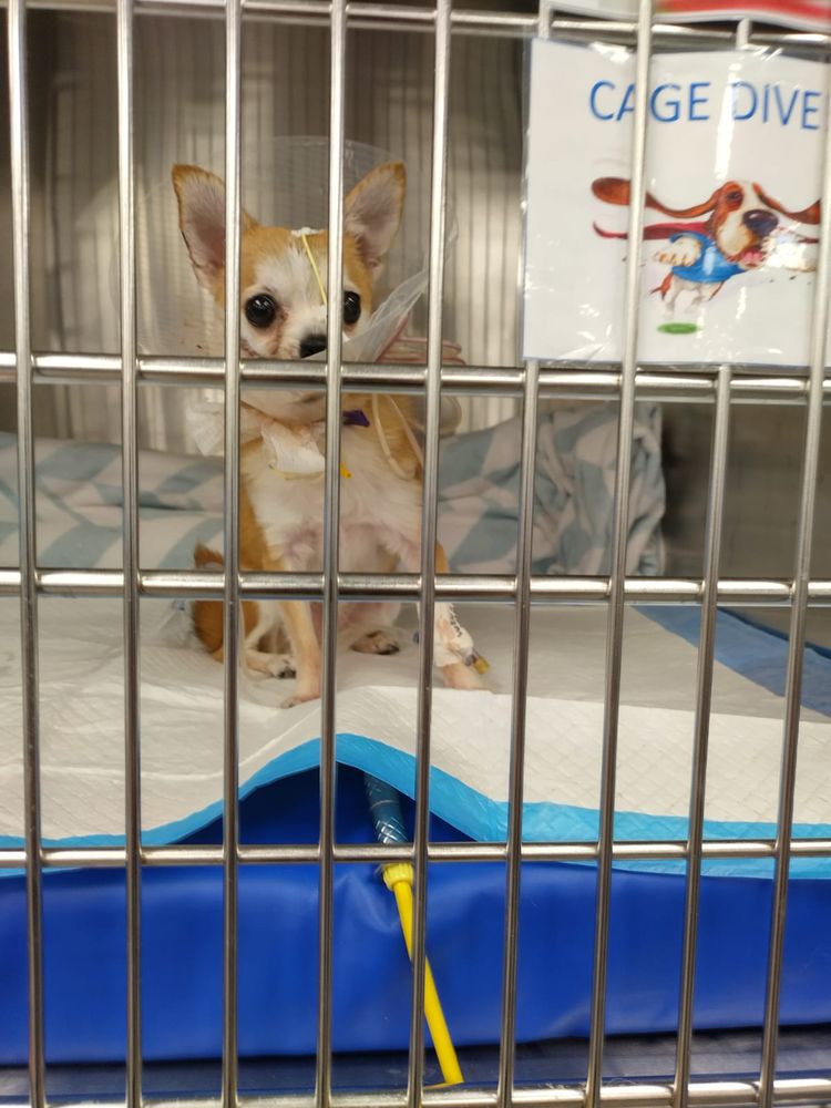 PETSENSE - Updated November 2025 - 3438 E Silver Springs Blvd, Ocala ...