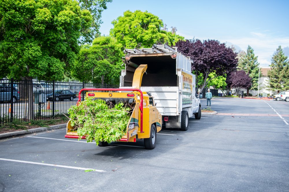 SUNRISE TREE SERVICE - Updated August 2024 - 12 Photos - 1315 Camellia ...
