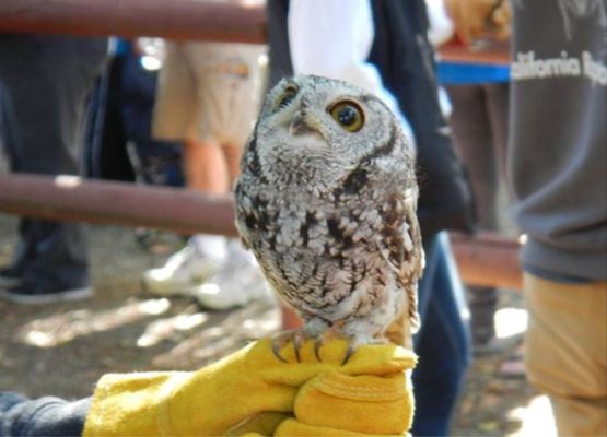 CALIFORNIA RAPTOR CENTER - Updated January 2026 - 58 Photos & 23 ...