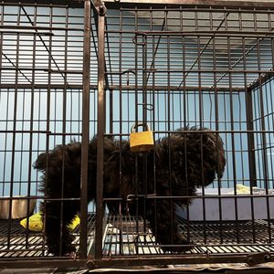 PETS-R-US - Updated July 2024 - 50 Photos & 61 Reviews - 10913 Elm St ...