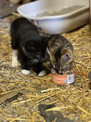 CO-PAW CENTRAL OHIO PROGRAM FOR ANIMAL WELFARE - Updated December 2025 ...