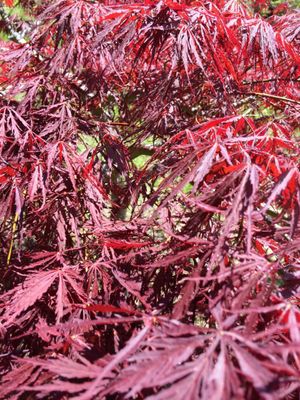 MYTOI JAPANESE GARDENS - Updated November 2025 - 19 Photos - 41 Dike Rd ...