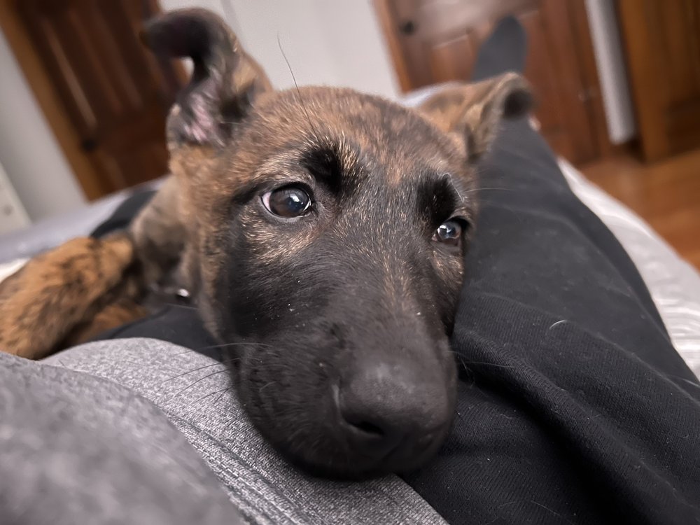 RIPTIDE K9 - Updated January 2026 - 106 Plympton St, Middleborough ...