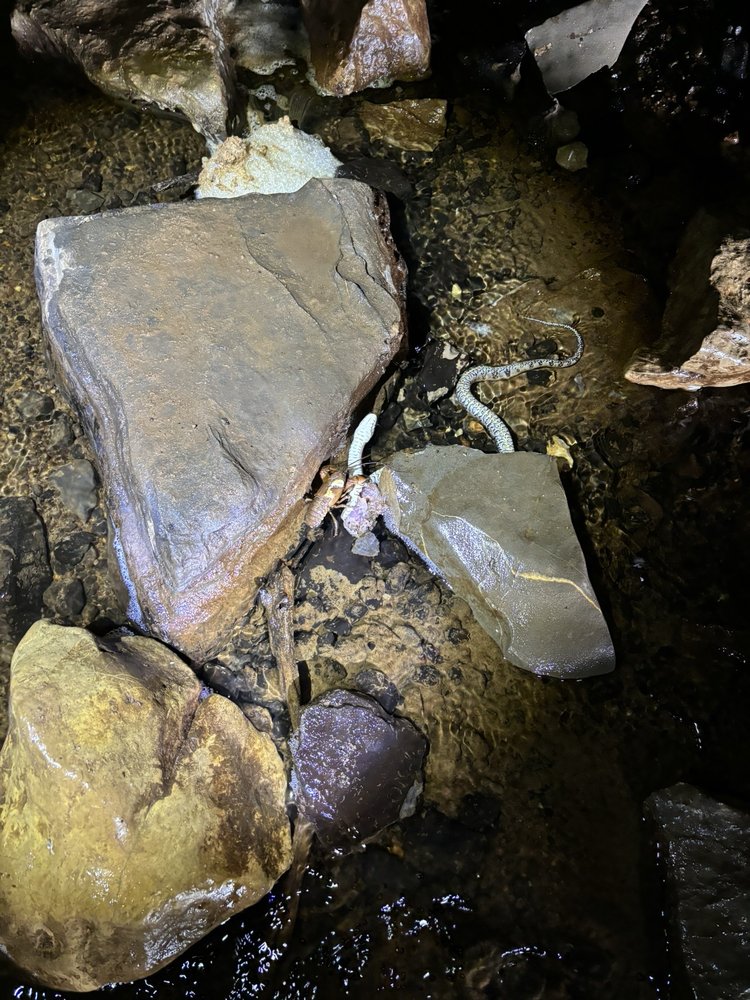 SINKS OF GANDY - Updated January 2026 - 11 Photos - 1301 Sinks Rd ...