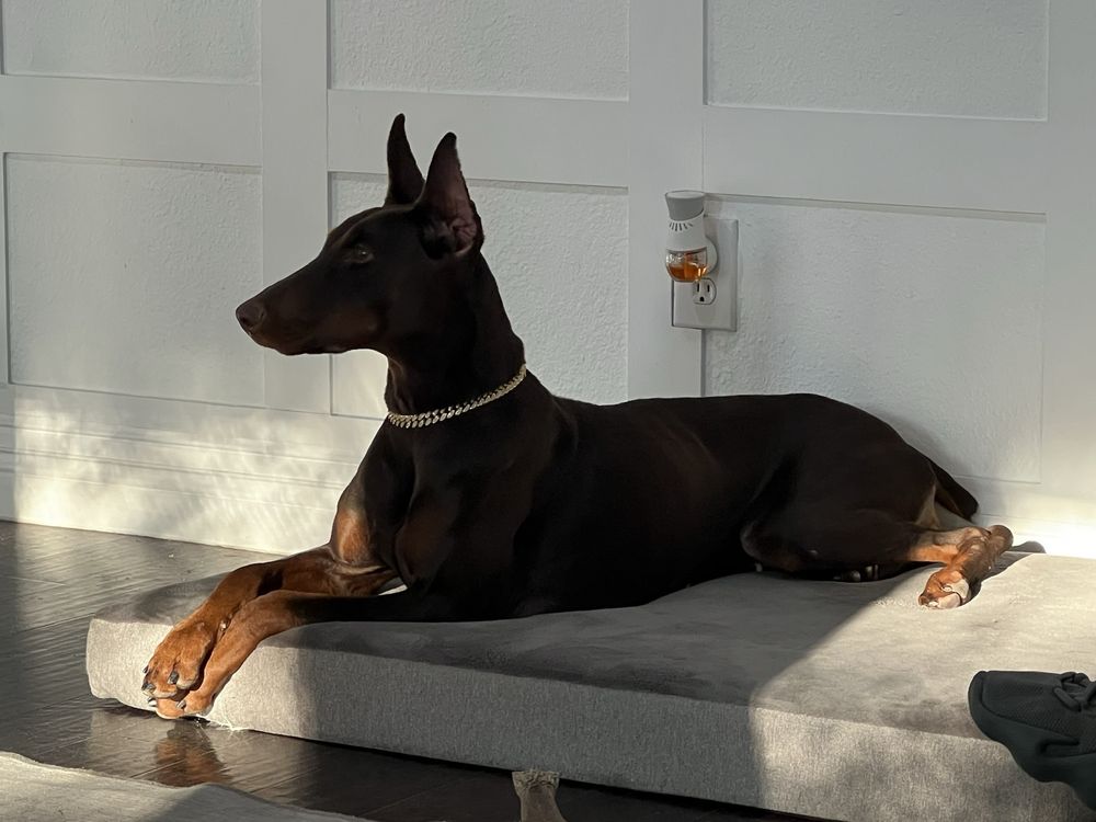 SIGNATURE K9 TRAINING ACADEMY - Updated July 2025 - 17 Photos & 25 ...