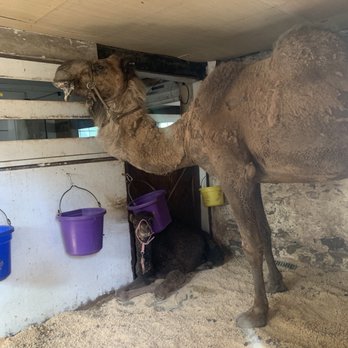 ROSE BRIDGE FARM & SANCTUARY - Updated December 2025 - 250 Photos & 87 ...